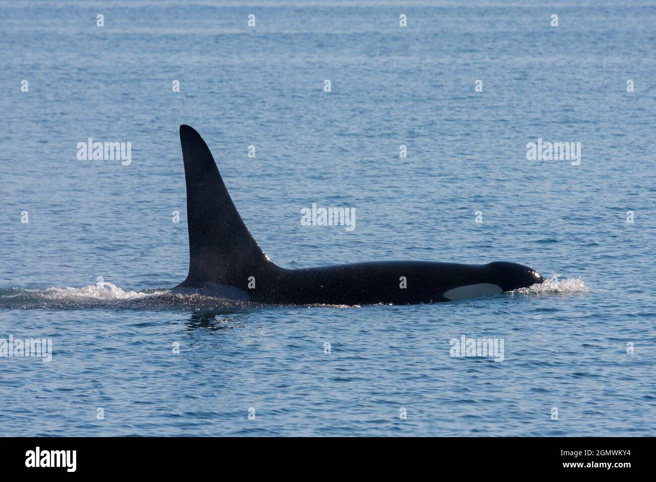 Orca whale surfacing Stock Photo - Alamy