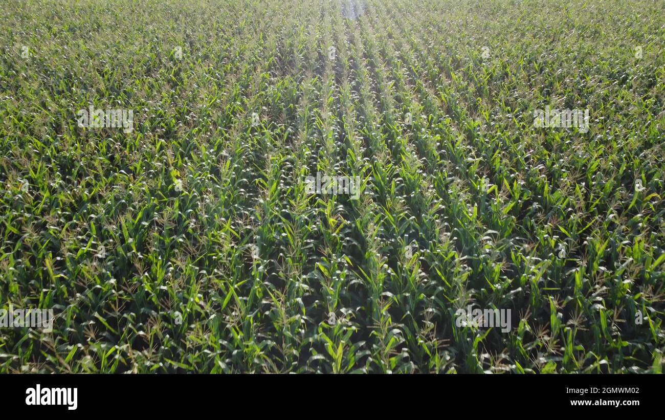 Corn field, flight over the cream of corn stalks, excellent growth ...
