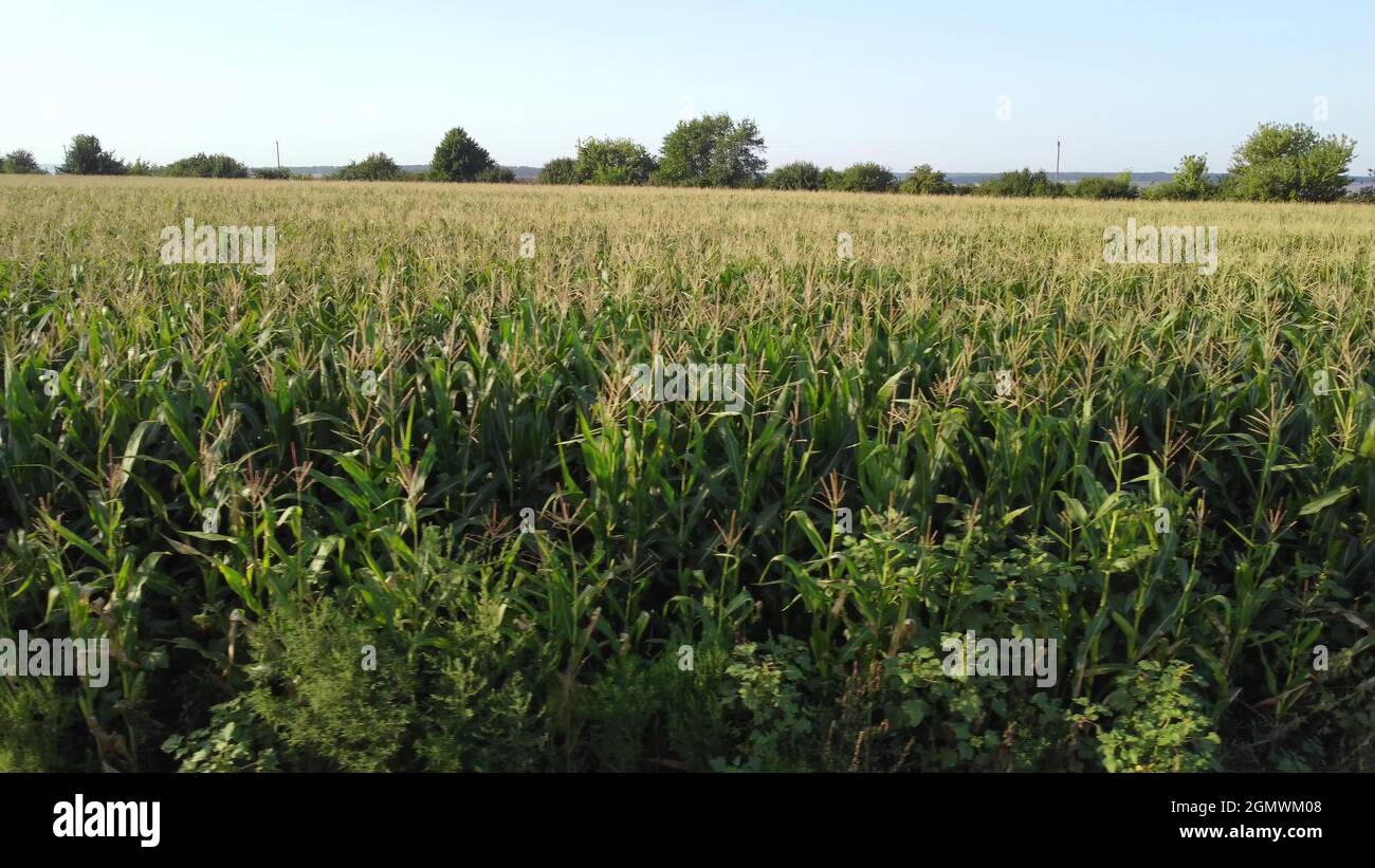 Green field view hi-res stock photography and images - Alamy
