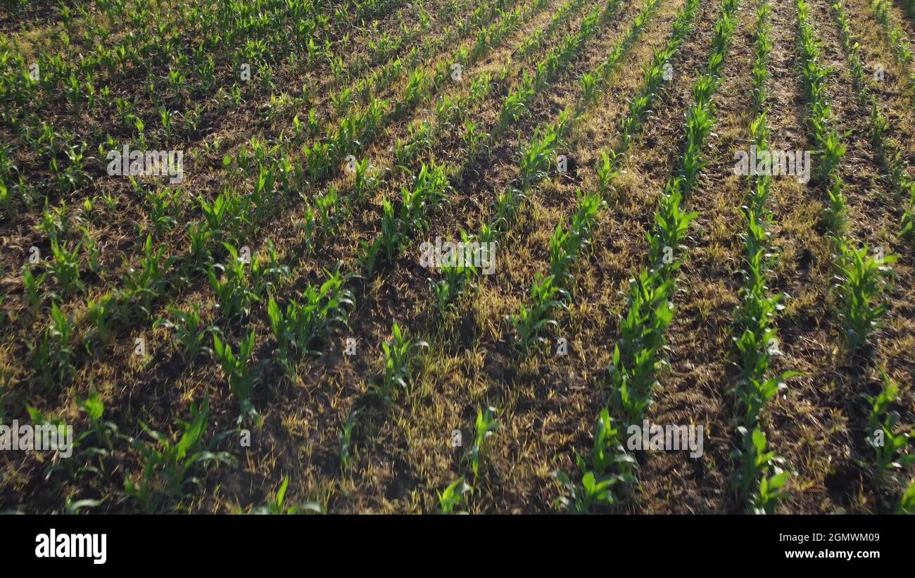 Young green corn fields. Drone flight over the cream of sprouted corn ...