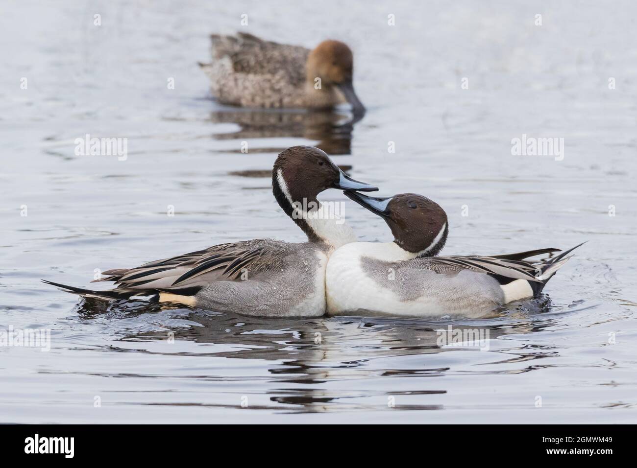 Drake pintail fighting hi-res stock photography and images - Alamy