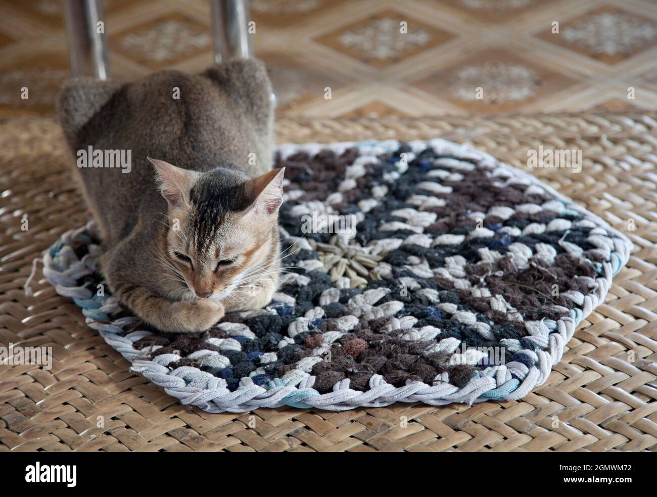 Burmese cat sanctuary myanmar hi-res stock photography and images - Alamy