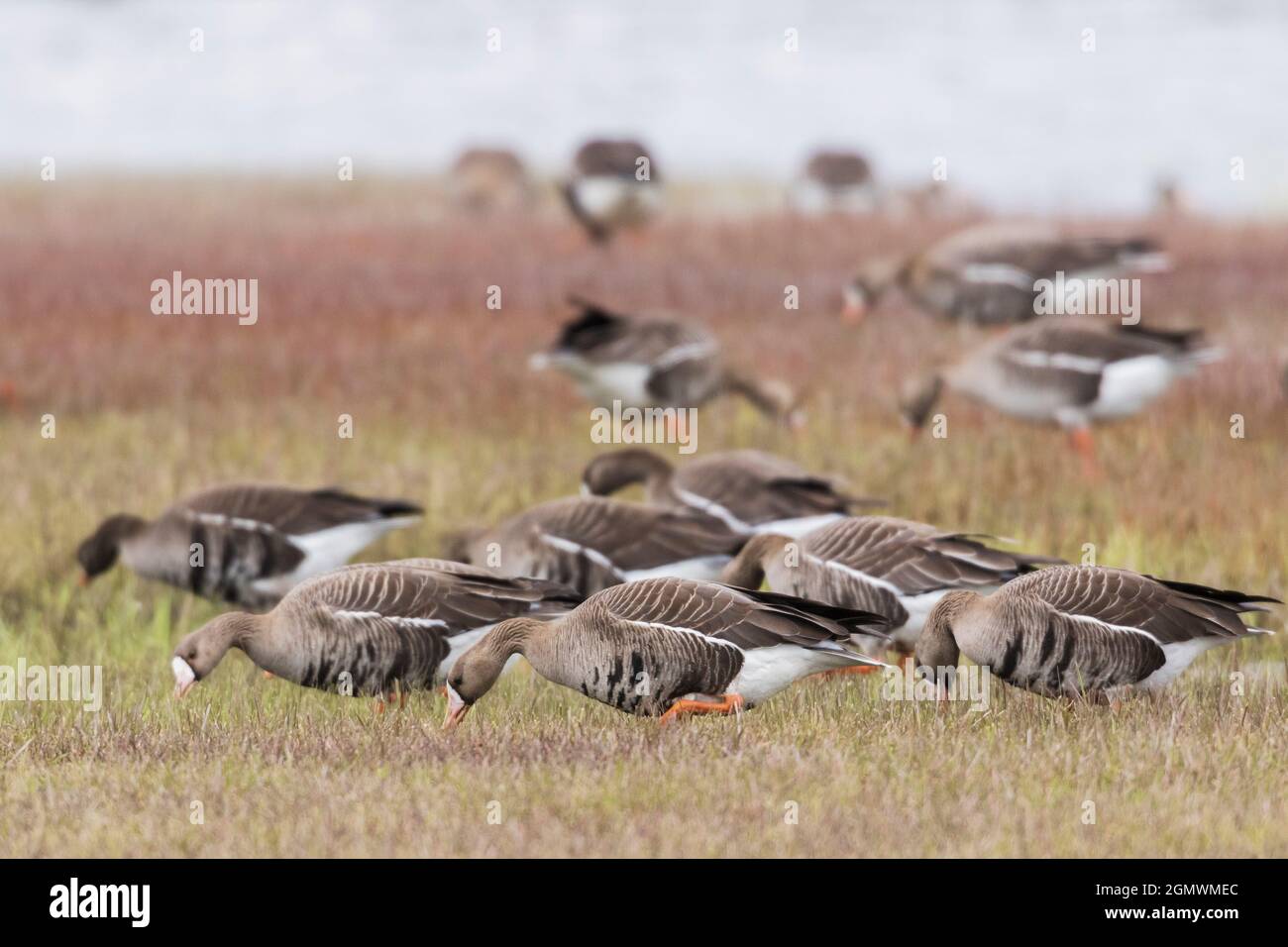 Greater white-fronted geese foraging during spring migration stop Stock ...
