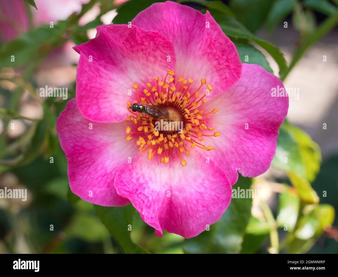Radley Village, Oxfordshire, England - 23 July 2019 Roses are the most ...