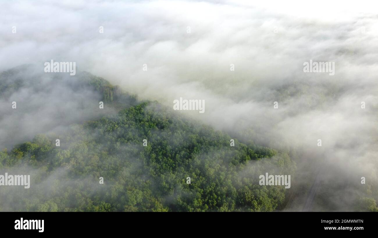 Fog in forest misty morning hi-res stock photography and images - Alamy