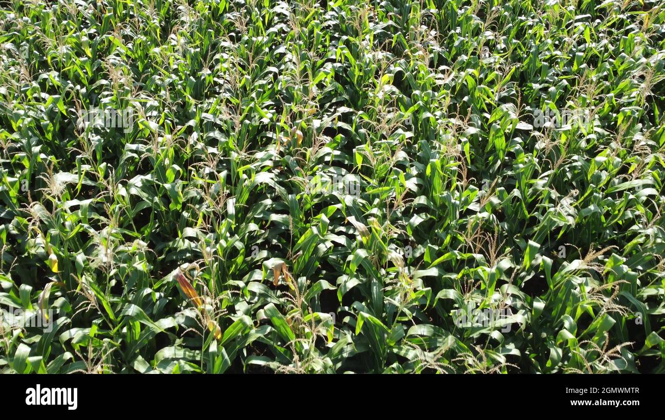 Corn field, flight over the cream of corn stalks, excellent growth ...