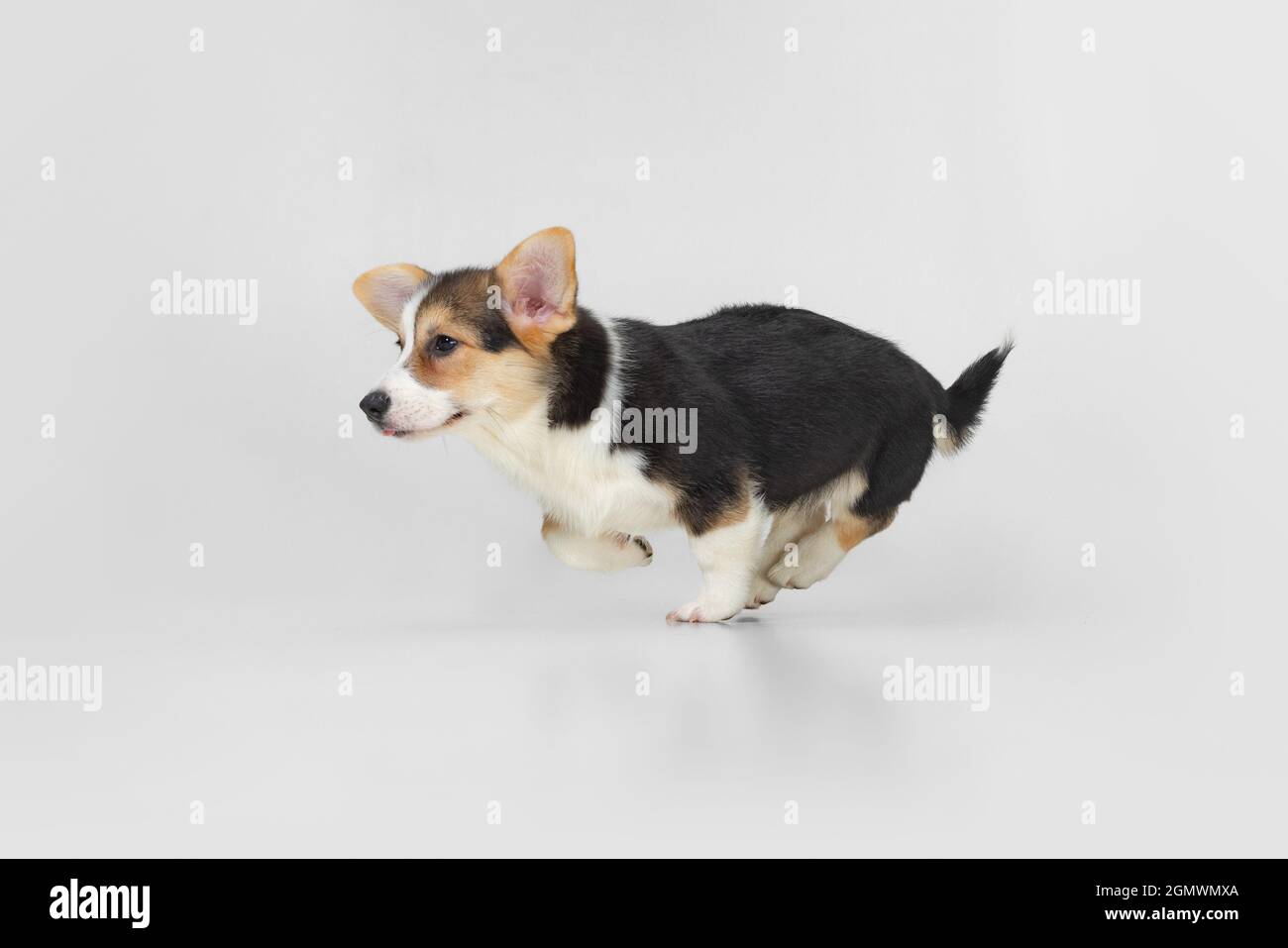 Cute joyful Corgi dog isolated over white background. Playful puppy ...