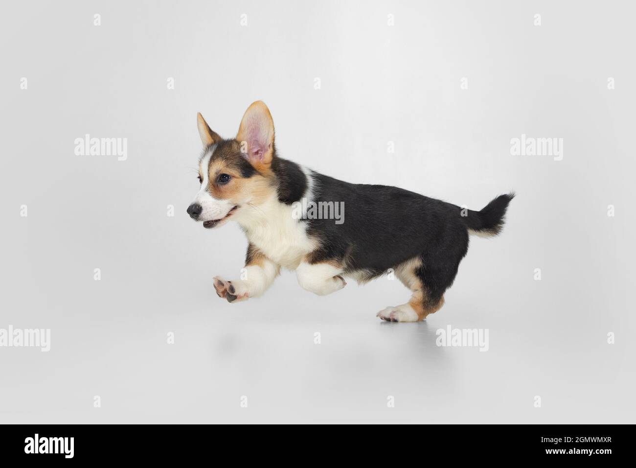 Corgi Puppy Running