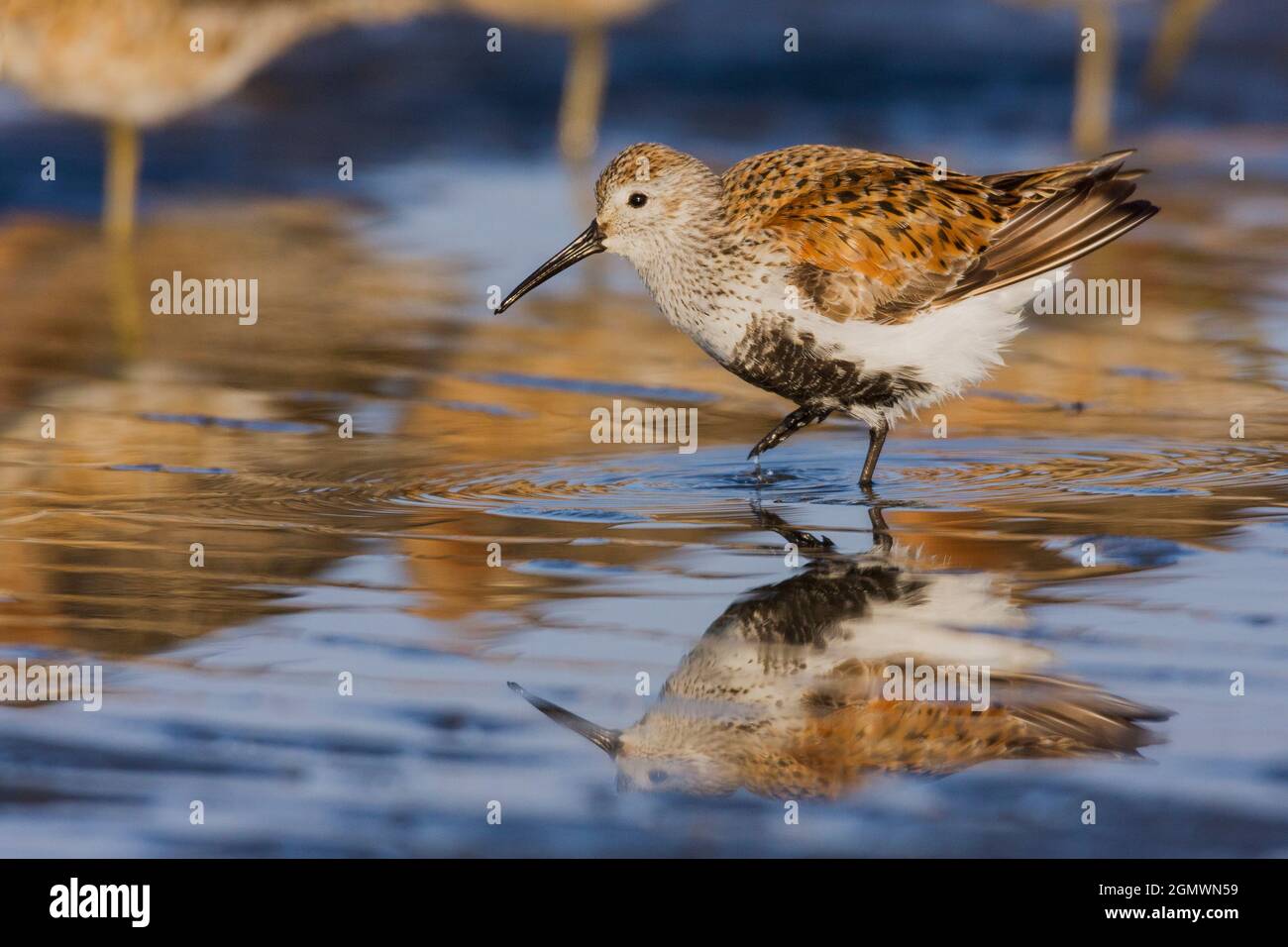 Dunlin migration stop Stock Photo - Alamy
