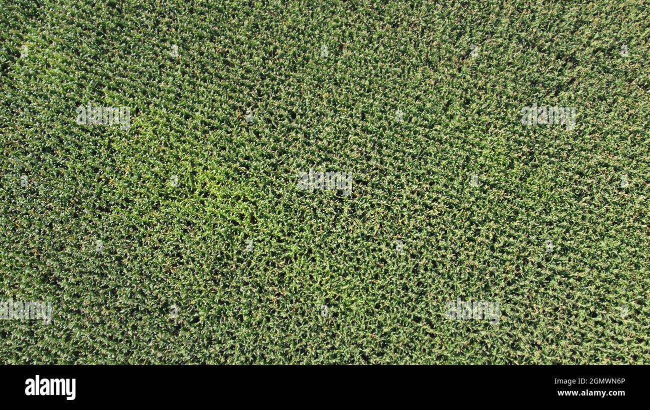Corn field plantation top view. Agriculture food production, plantation ...