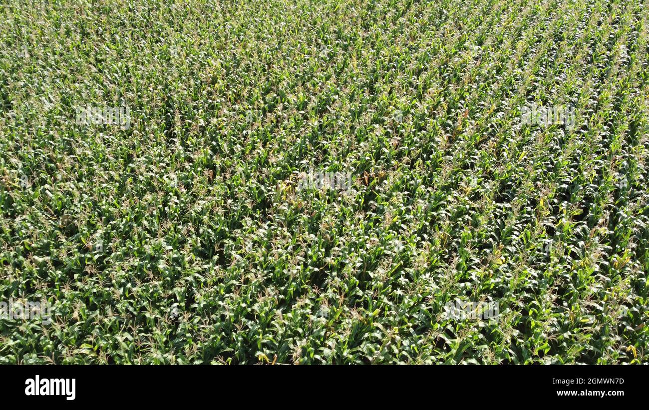 Corn field, flight high above the green corn crops, excellent growth ...