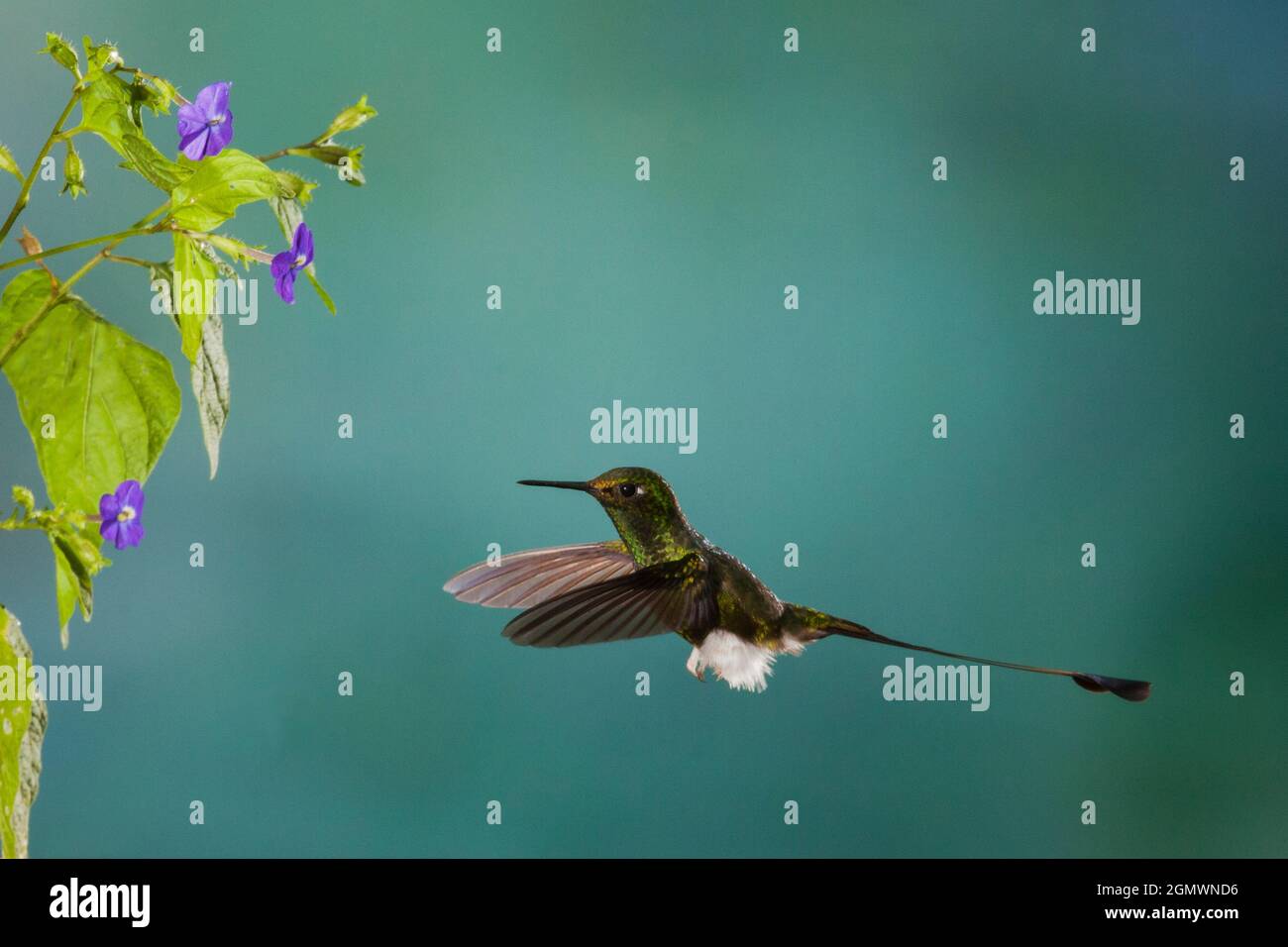 Booted racket-tail hummingbird Stock Photo - Alamy