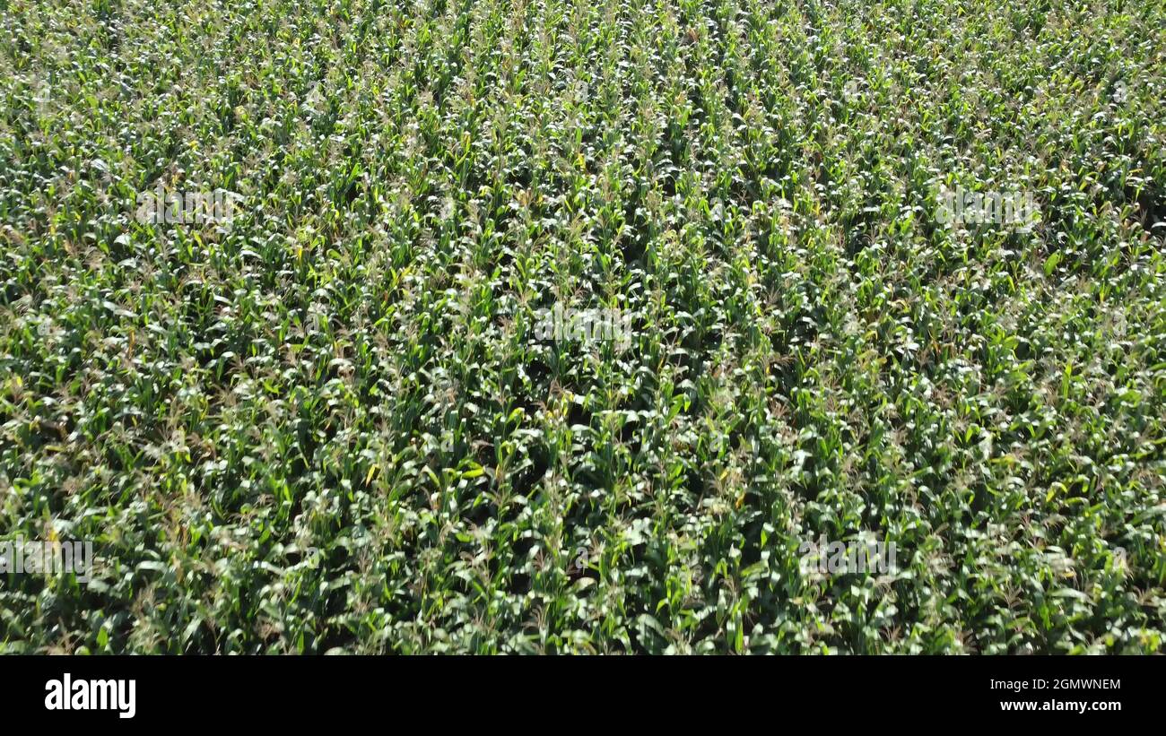 Green background of a corn field looking down from a height. Look down ...