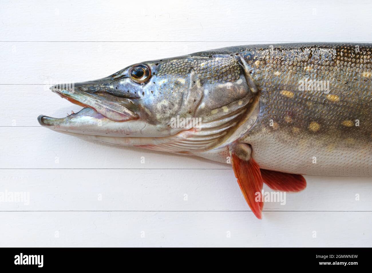 Large fresh river pike on a white wooden background. Copy space. Close ...