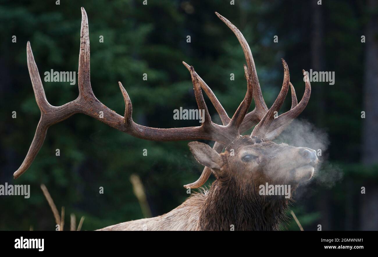Rocky Mountain bull elk Stock Photo - Alamy