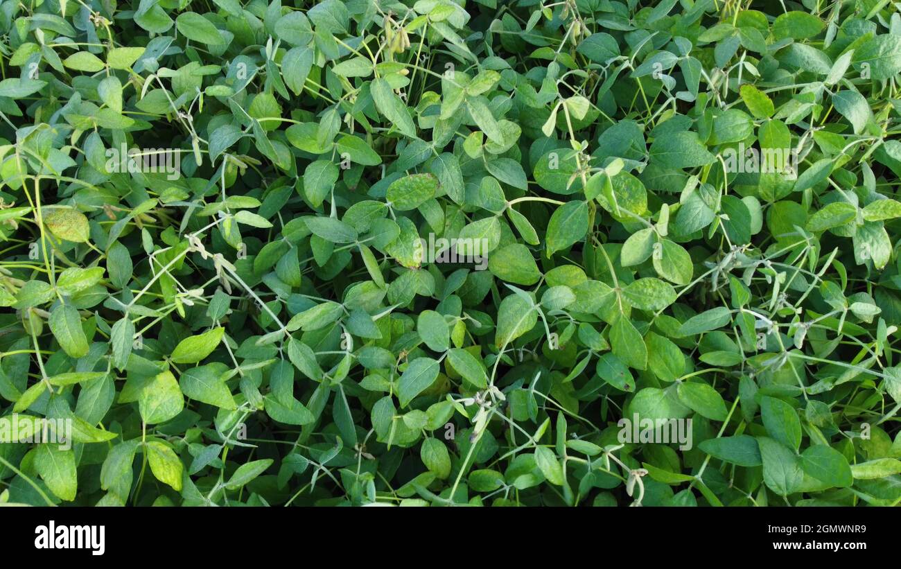 Aerial top view of green plants of soybean crops Stock Photo - Alamy
