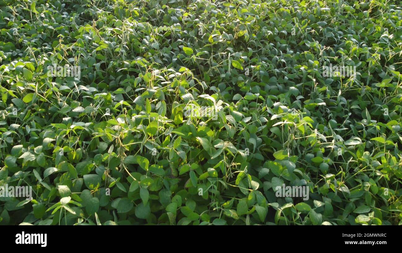 Soybean Field Stalk High Resolution Stock Photography and Images - Alamy
