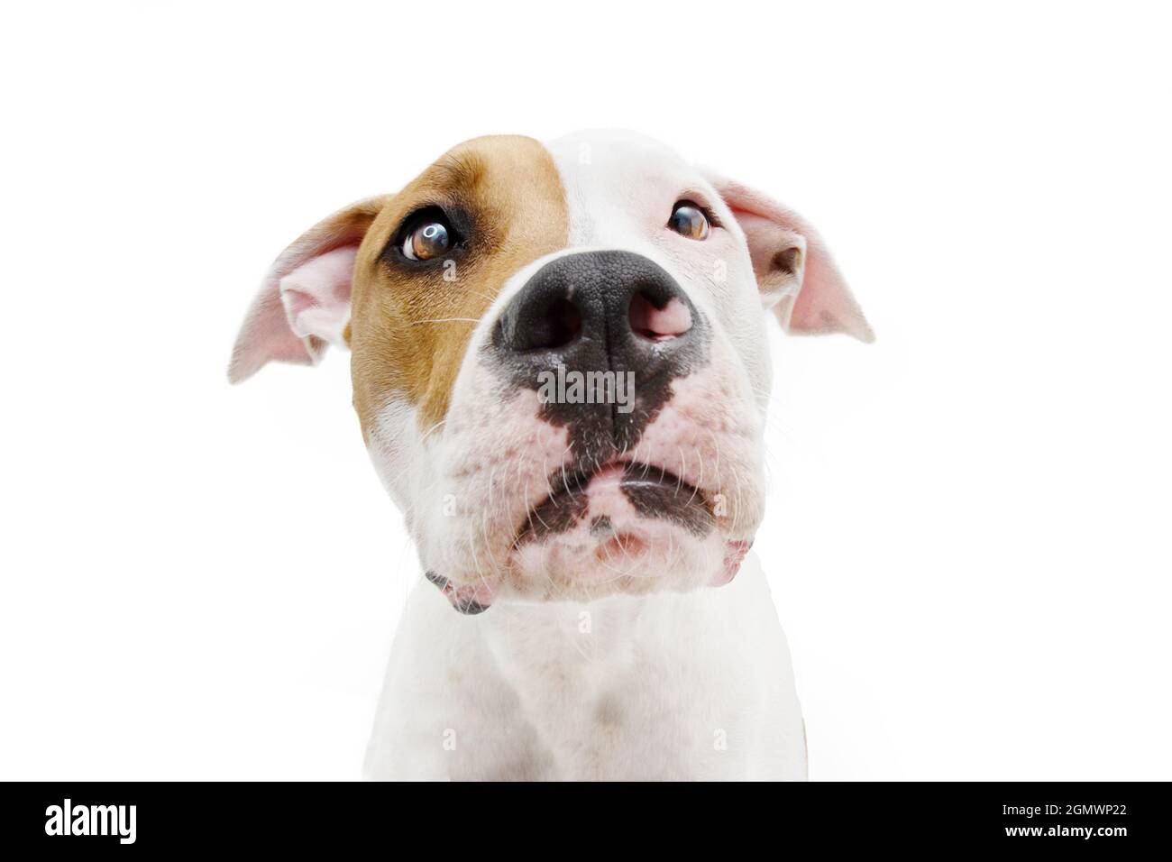 Portrait sad and worried american staffordshire dog looking at camera ...