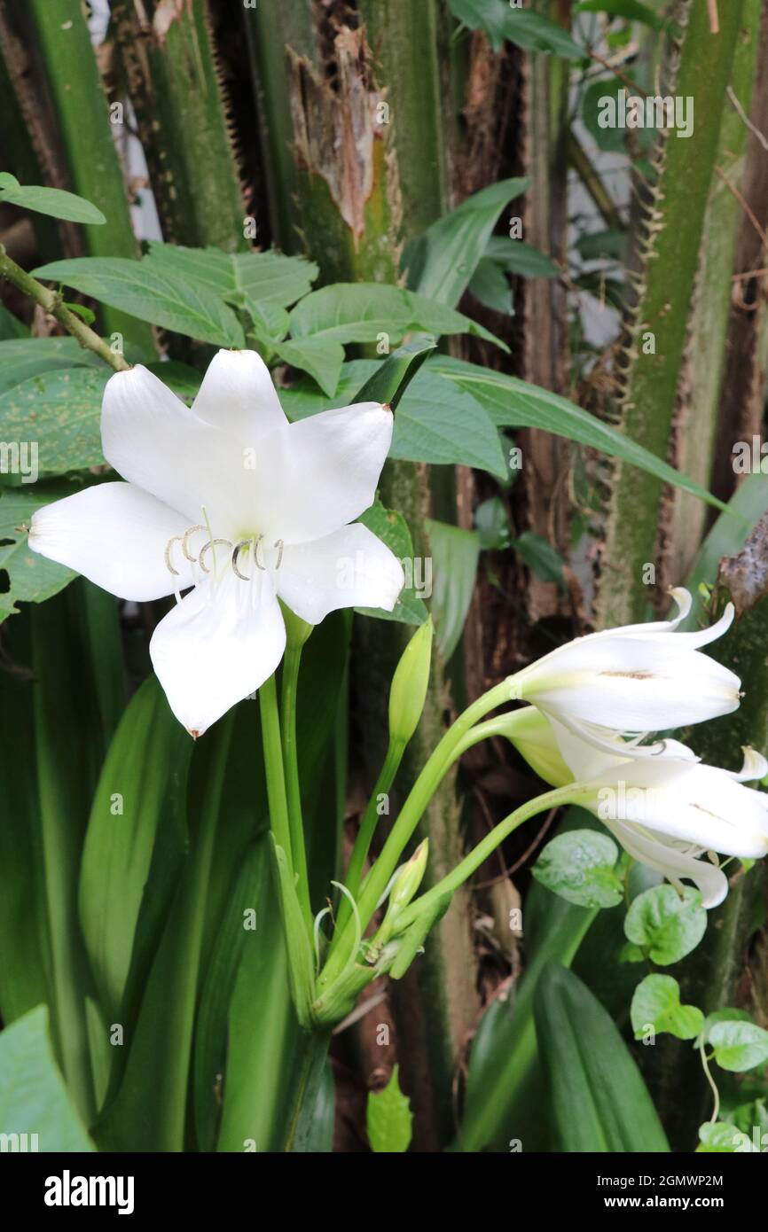 Orange yellow trumpet shaped flower hi-res stock photography and images ...