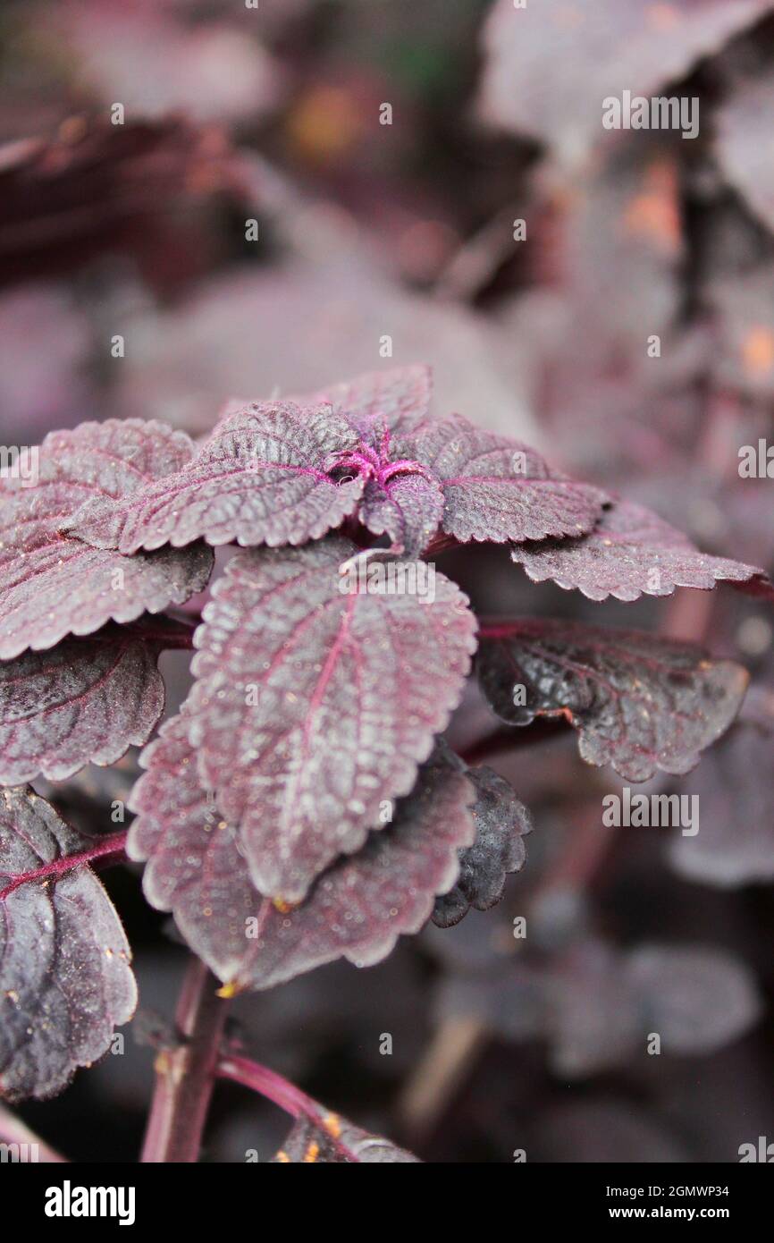 Bright purple coleus plant growing in the sunny summer garden Stock ...