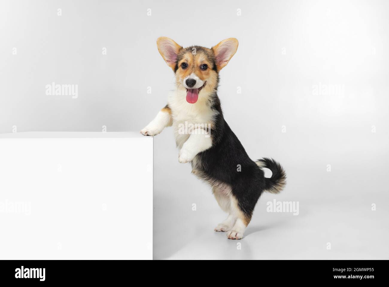 Studio photo of joyful corgi dog leaning on furniture isolated over ...