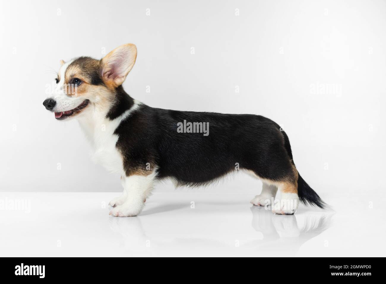 Side view image of cute corgi dog walking isolated over white ...