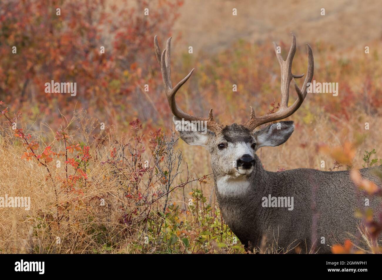 Mule deer buck autumn color Stock Photo - Alamy
