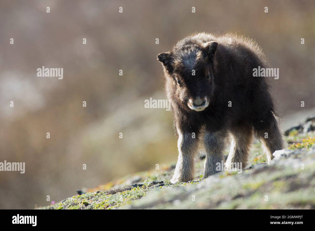 Musk Ox Calf
