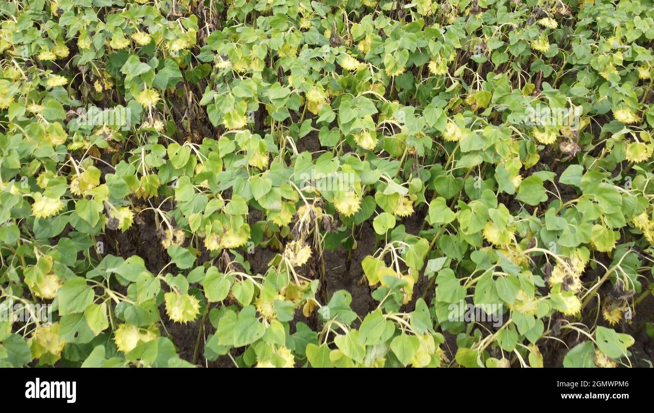 Overblown sunflowers hi-res stock photography and images - Alamy