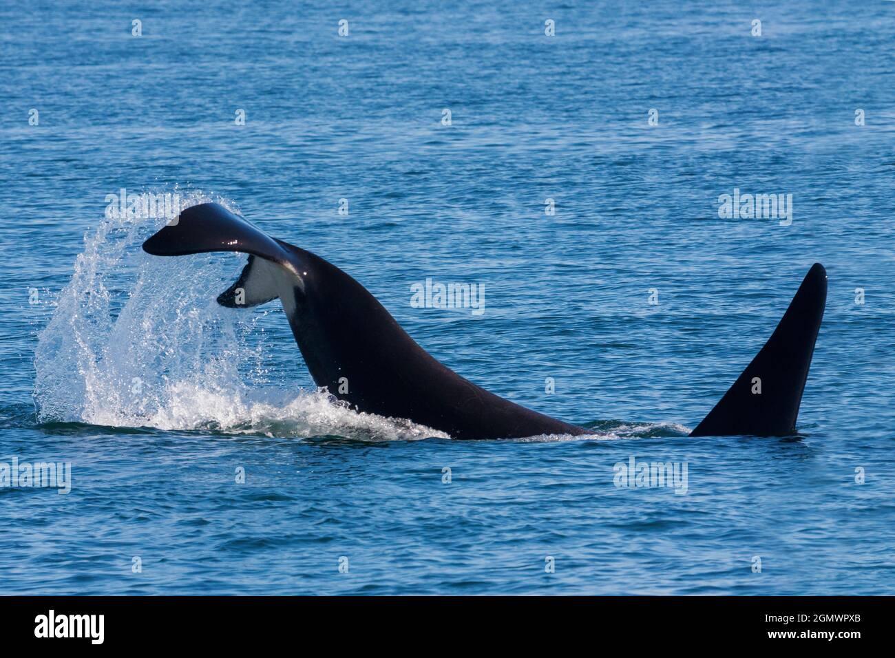 Orca whale playing Stock Photo - Alamy