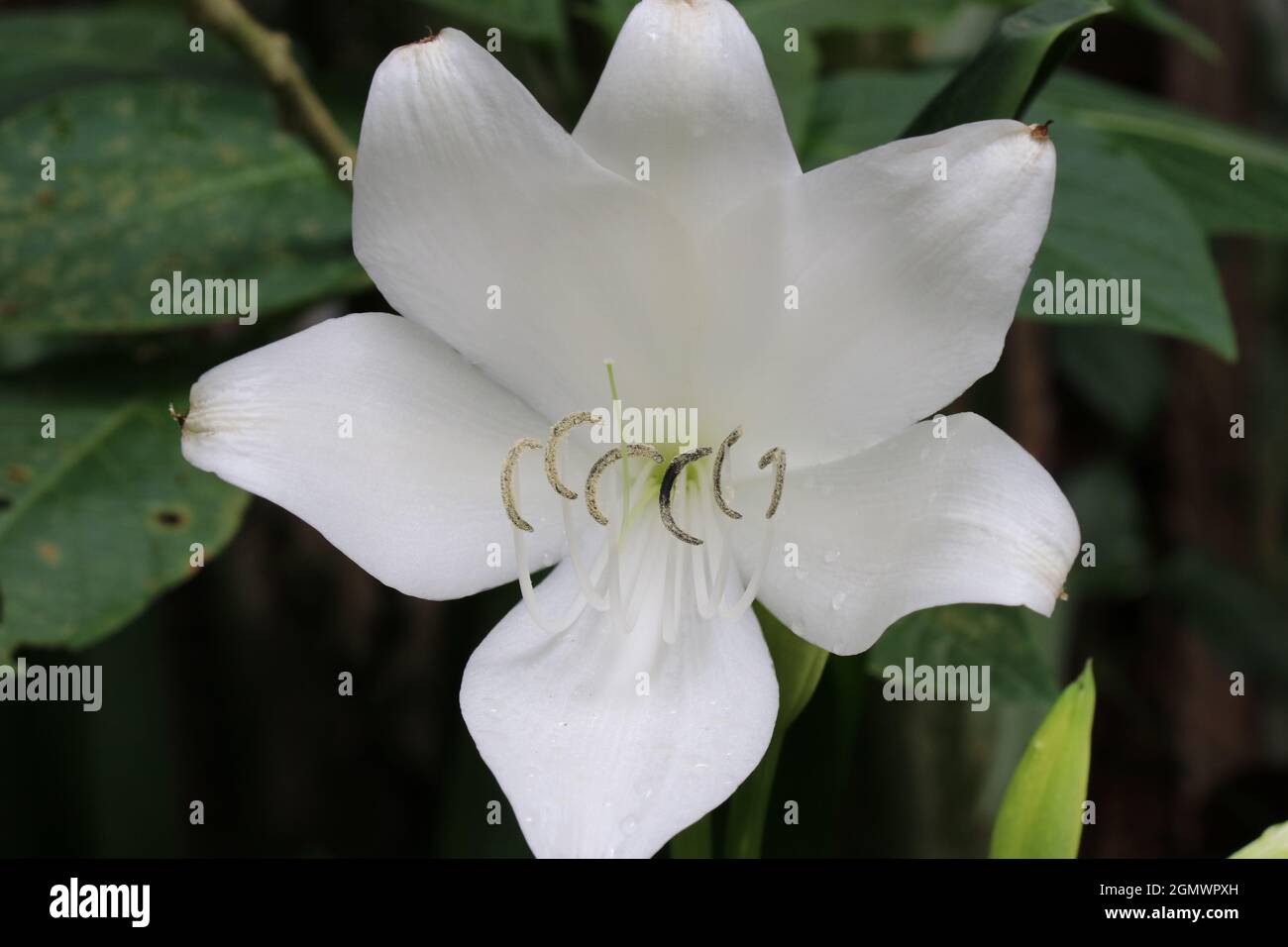 Trumpet shaped flower hi-res stock photography and images - Alamy