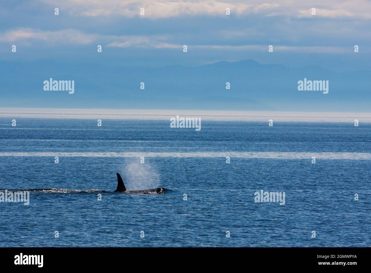 Orca whale surfacing Stock Photo - Alamy