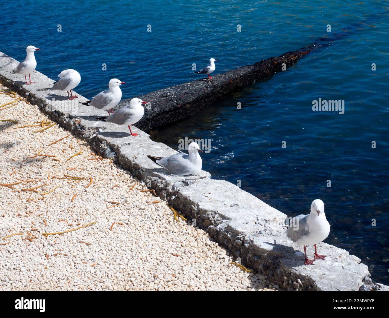 Akaroa, New Zealand South Island - 27 February 2019 Akaroa is a tiny ...
