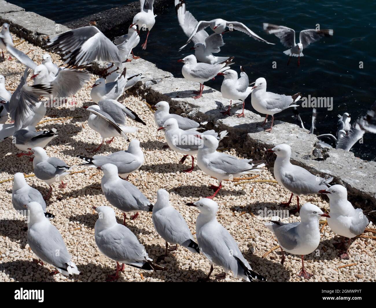 Akaroa, New Zealand South Island - 27 February 2019 Akaroa is a tiny ...