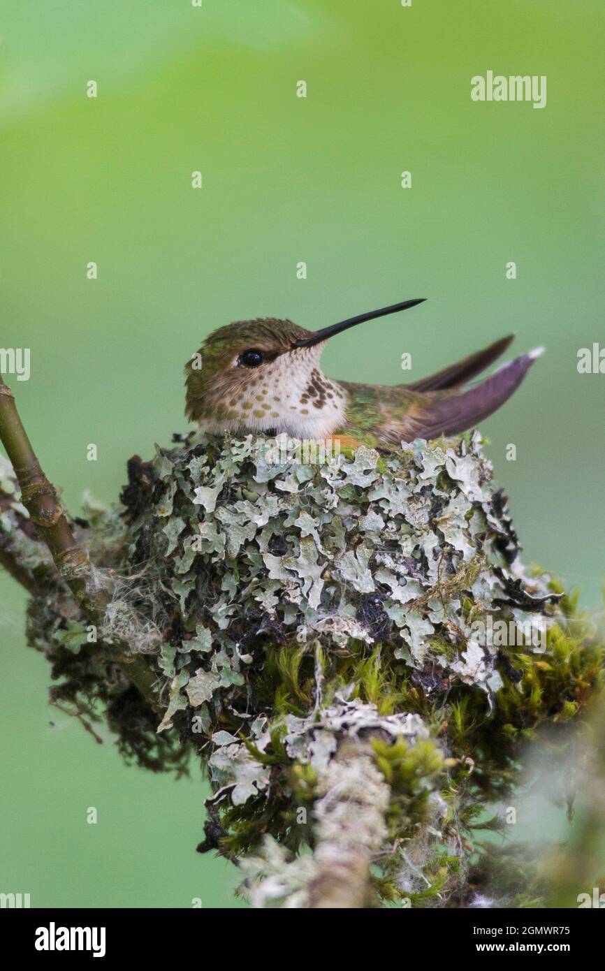 Rufous hummingbird sitting on nest Stock Photo - Alamy