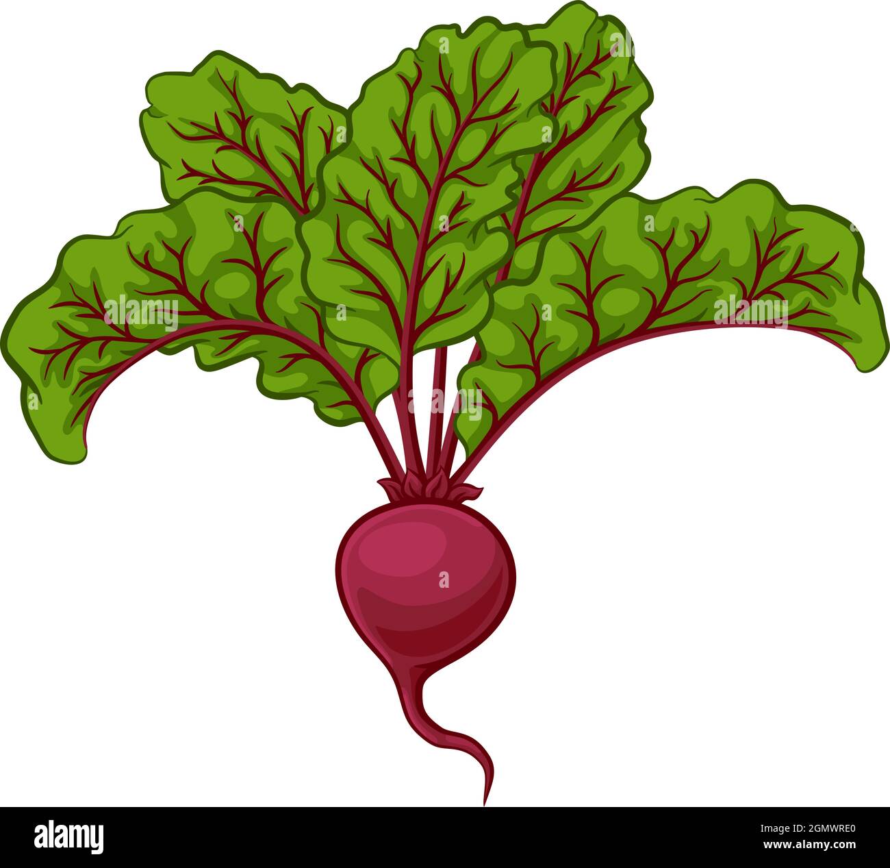 Beets Clip Art Beet Clipart Vector Images (over 290)