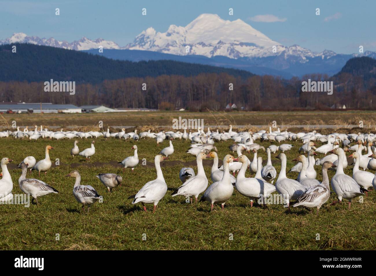 Flock of snow geese foraging in farmers field Stock Photo - Alamy