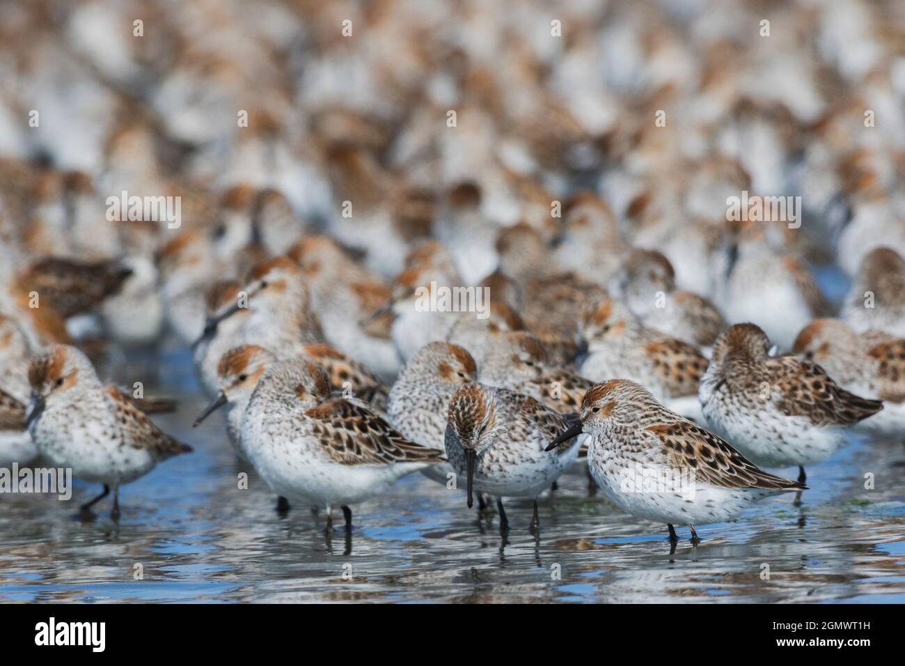 Western sandpiper flock Stock Photo - Alamy