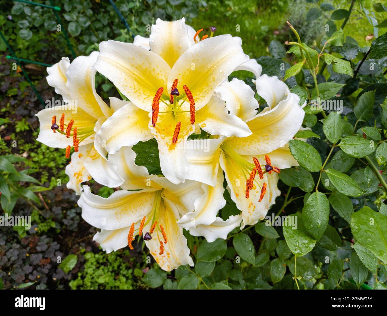 White lily blossom buds hi-res stock photography and images - Alamy