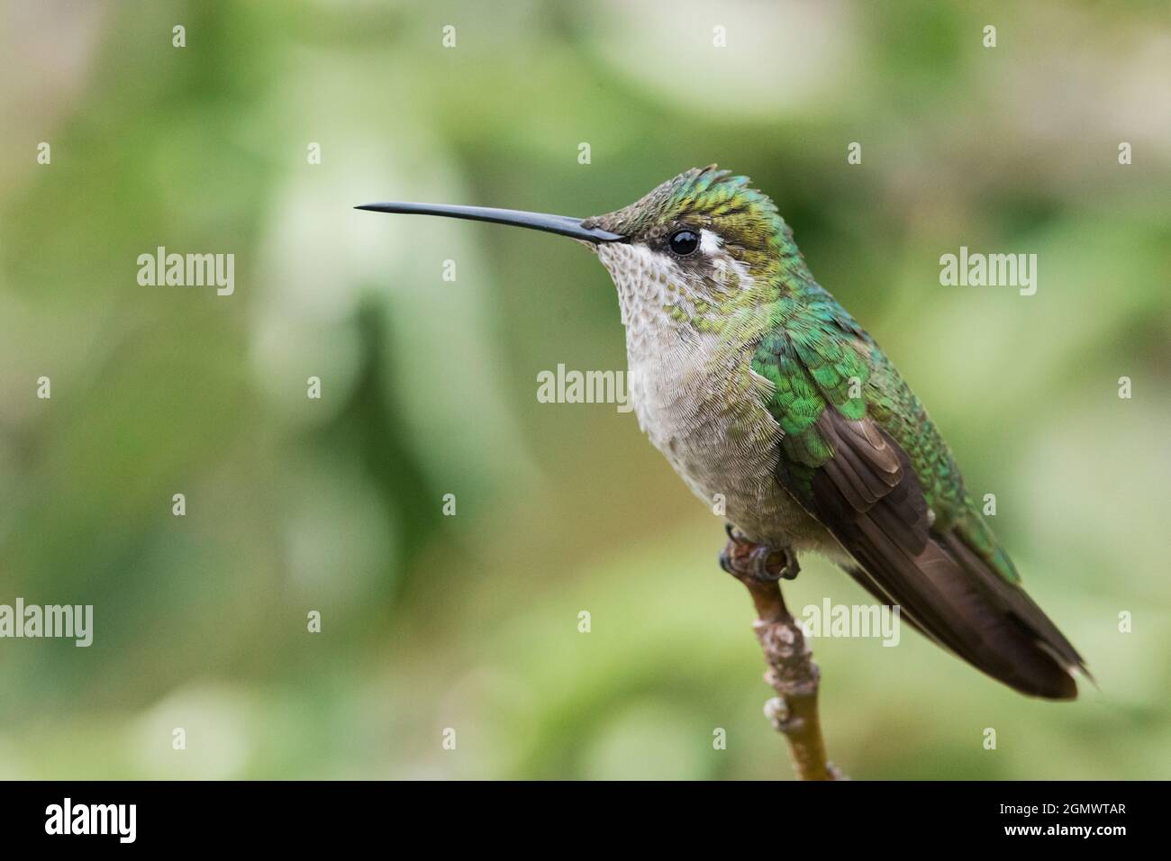 Broad-tailed Hummingbird (female Stock Photo - Alamy