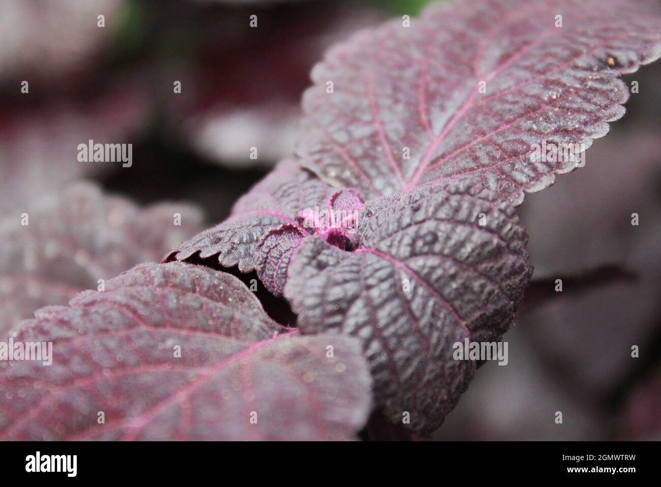 Bright purple coleus plant growing in the sunny summer garden Stock ...