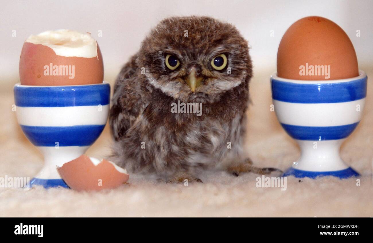 Hooty hi-res stock photography and images - Alamy