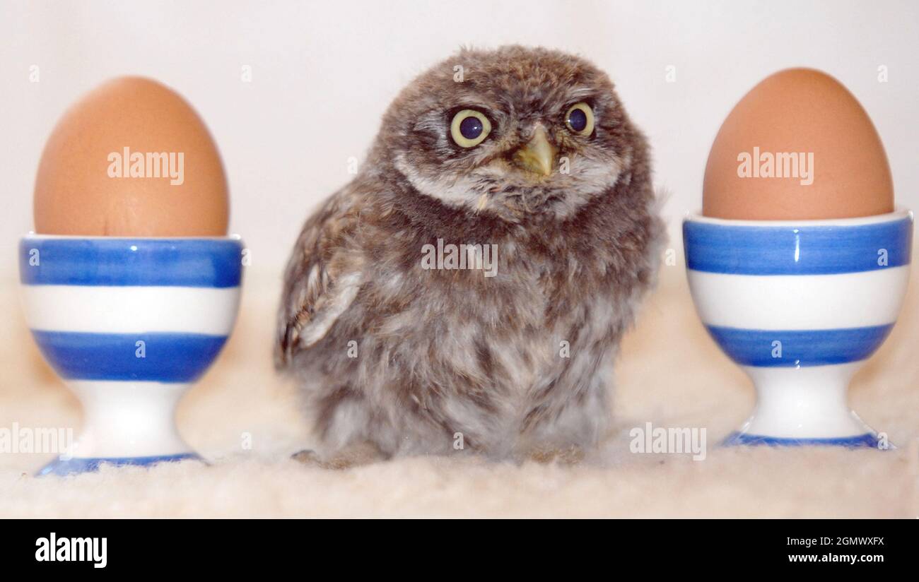 Hooty hi-res stock photography and images - Alamy