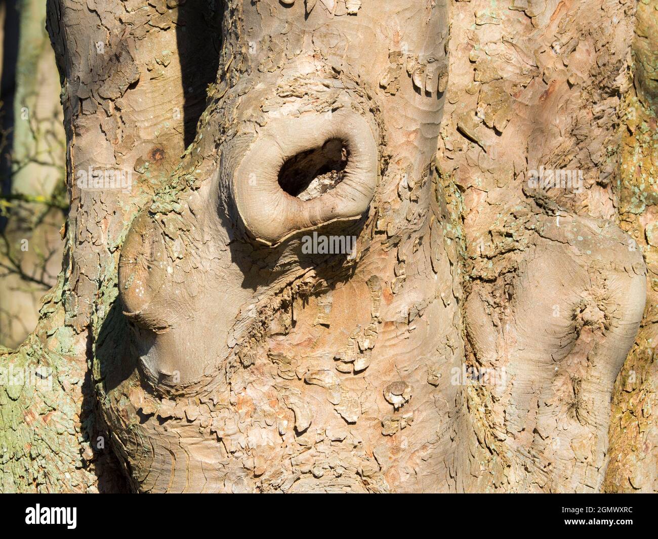 Spooky tree bark hi-res stock photography and images - Alamy