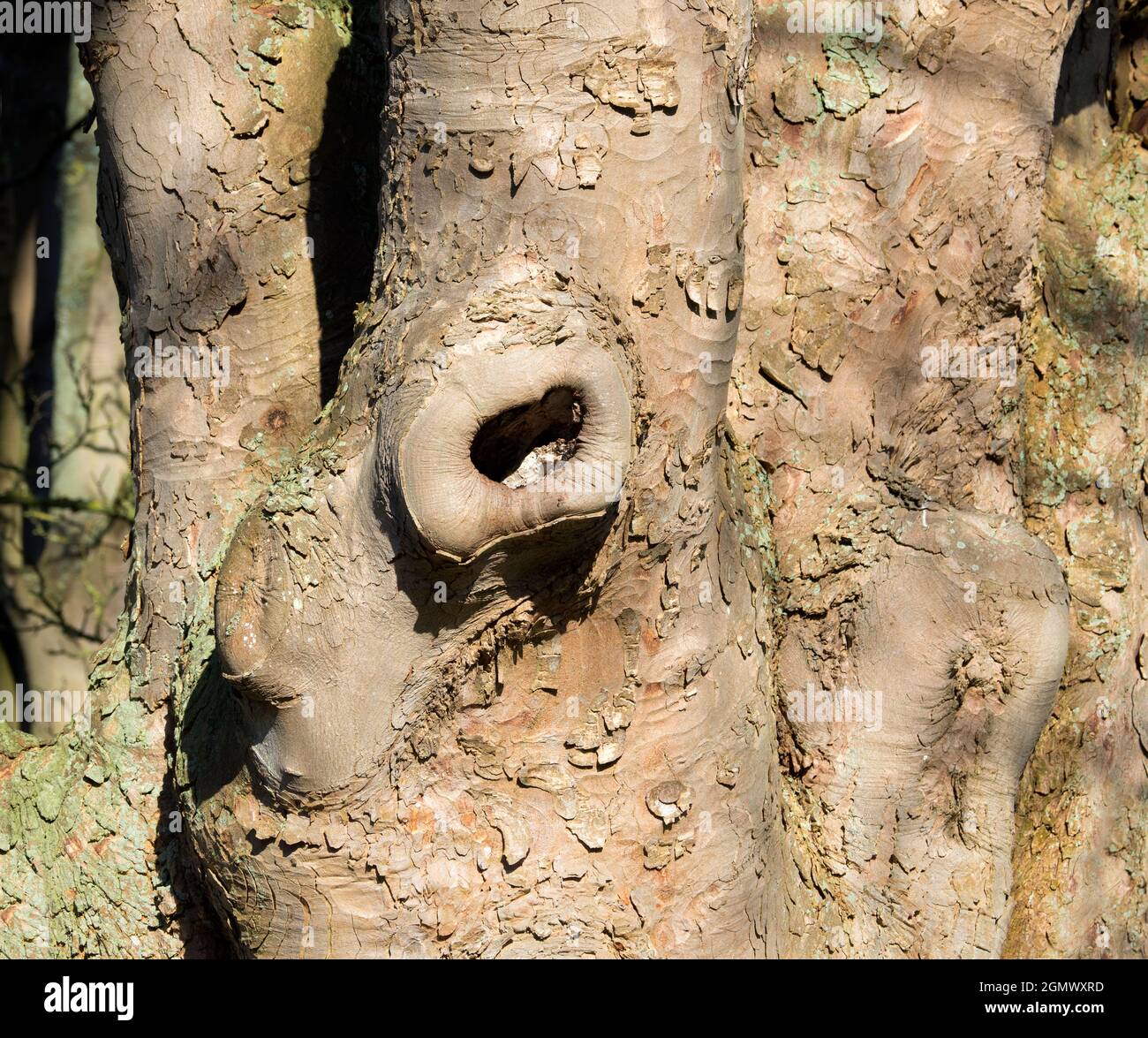 Spooky tree bark hi-res stock photography and images - Alamy