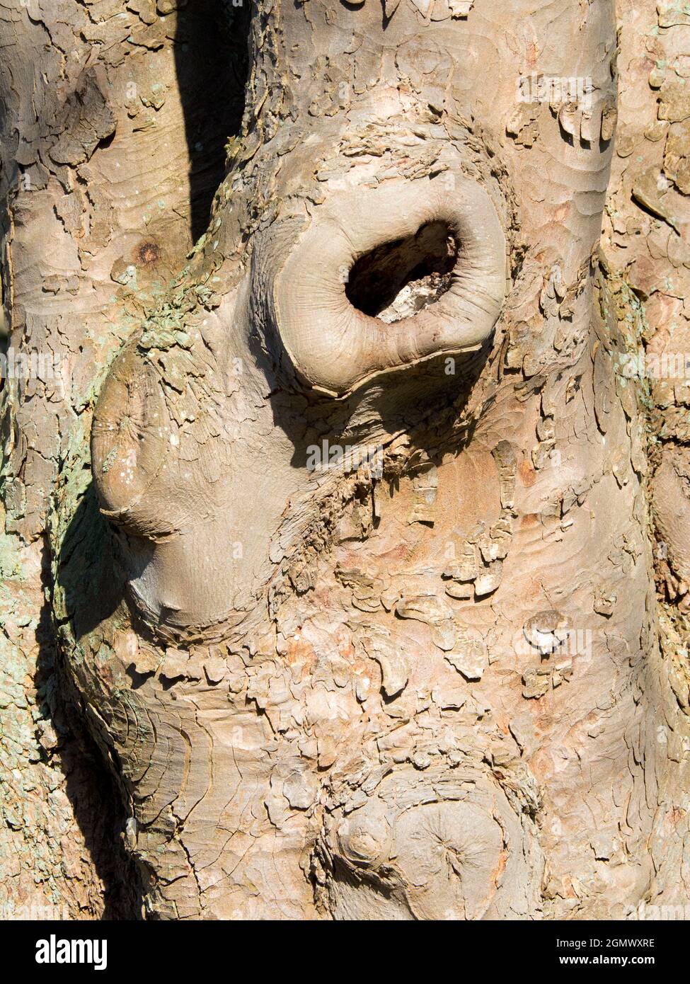 Scary tree england hi-res stock photography and images - Alamy