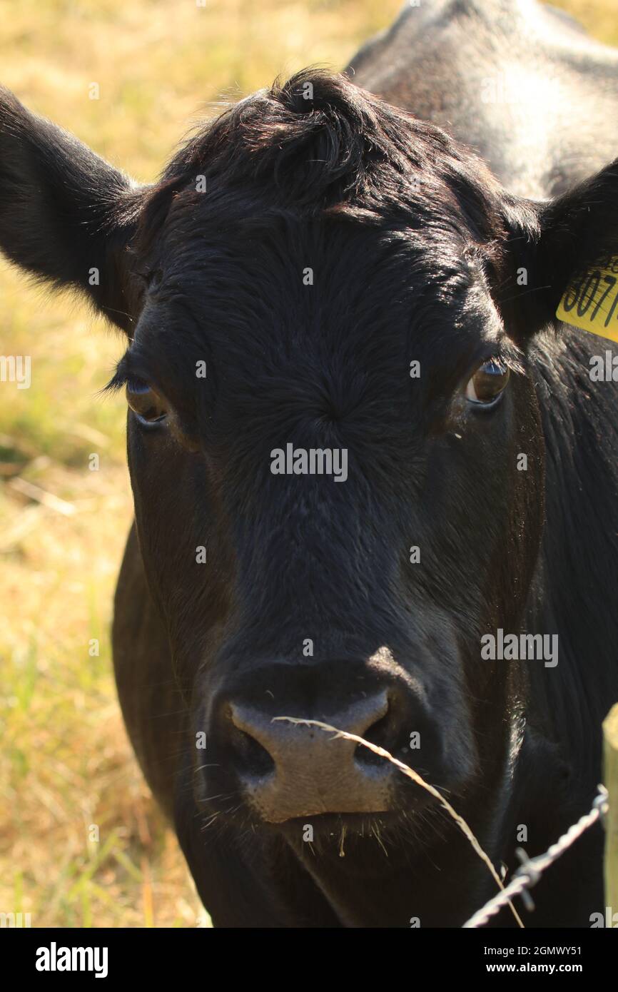 Black cow head shot hi-res stock photography and images - Alamy