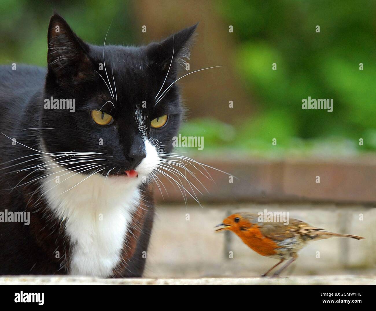 Robin and elephant hi-res stock photography and images - Alamy