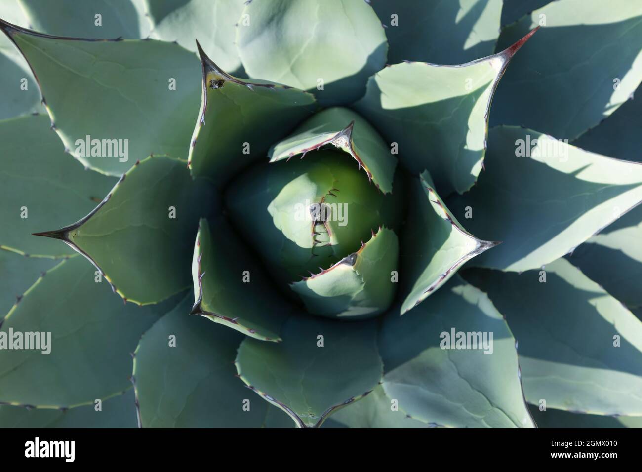Exemplary plant of the species, Agave parryi, or mescal agave, with ...