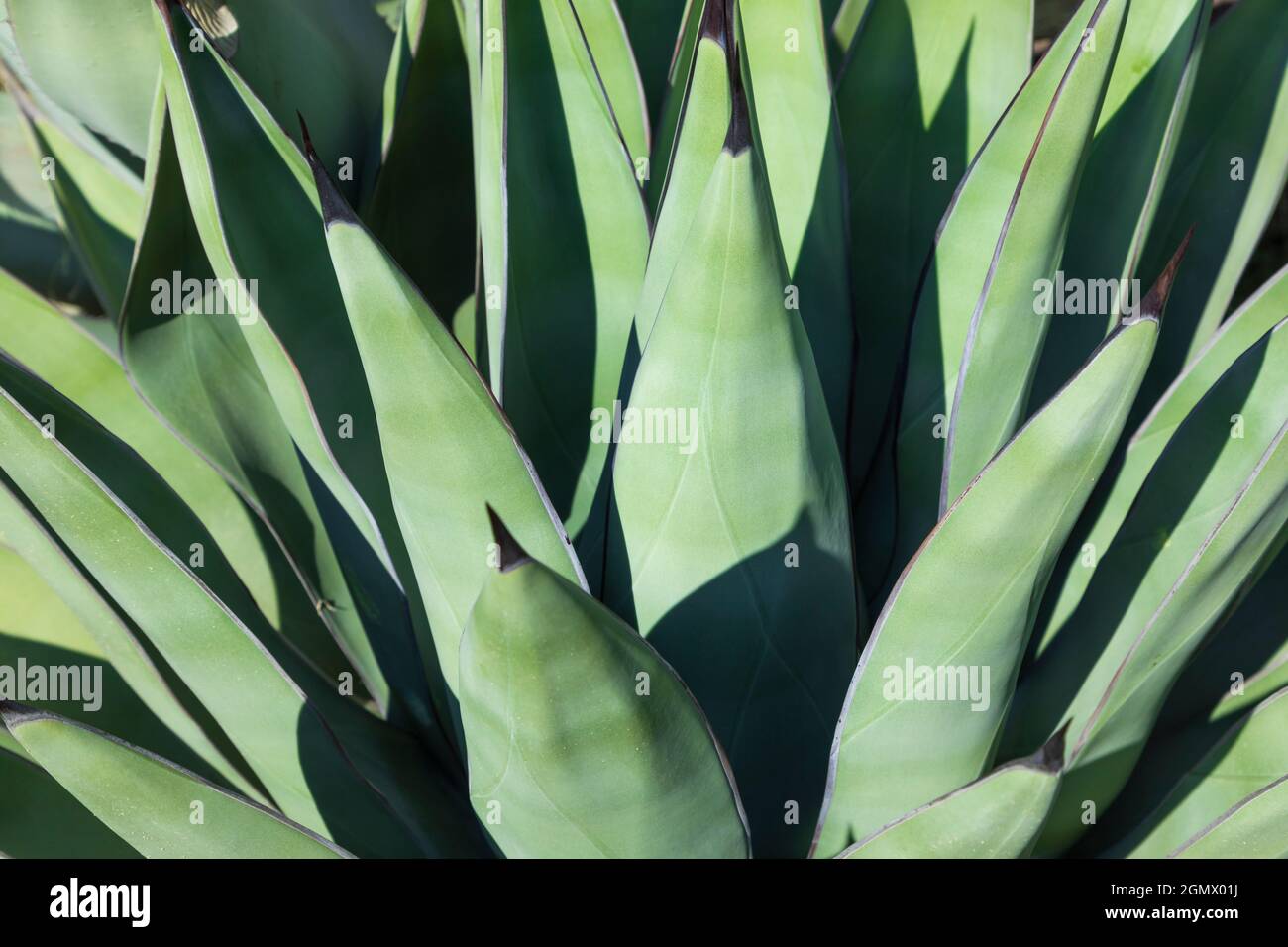 Parry's agave hi-res stock photography and images - Alamy